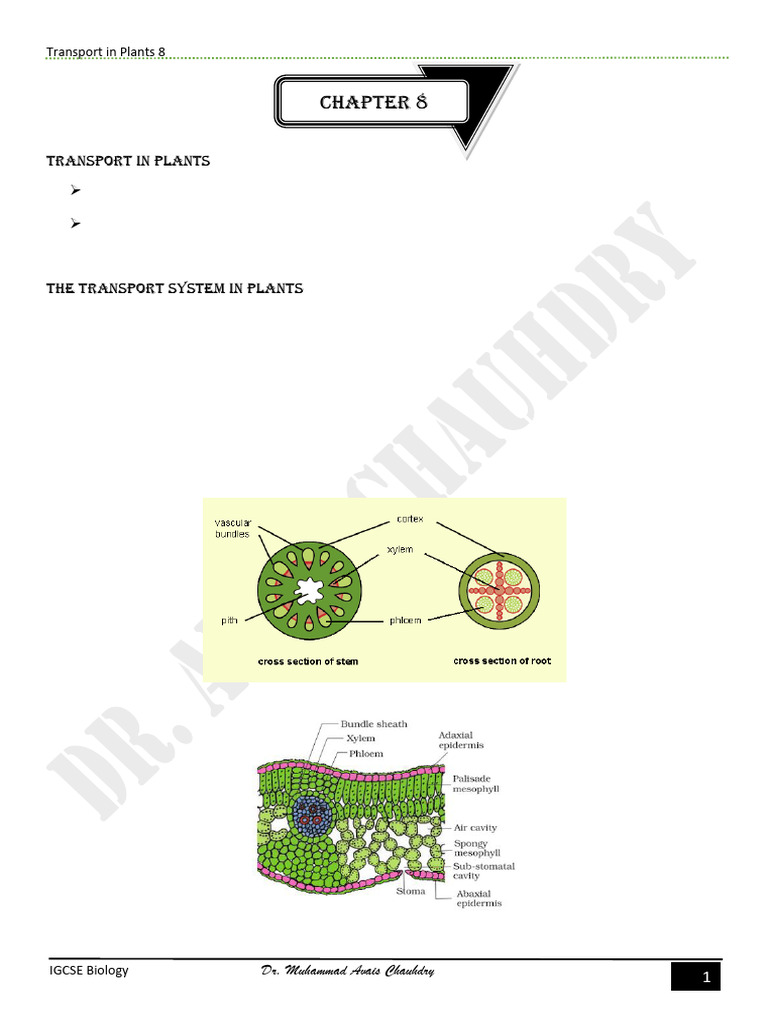 Plant Transport Systems Explained | PDF | Root | Tissue (Biology)