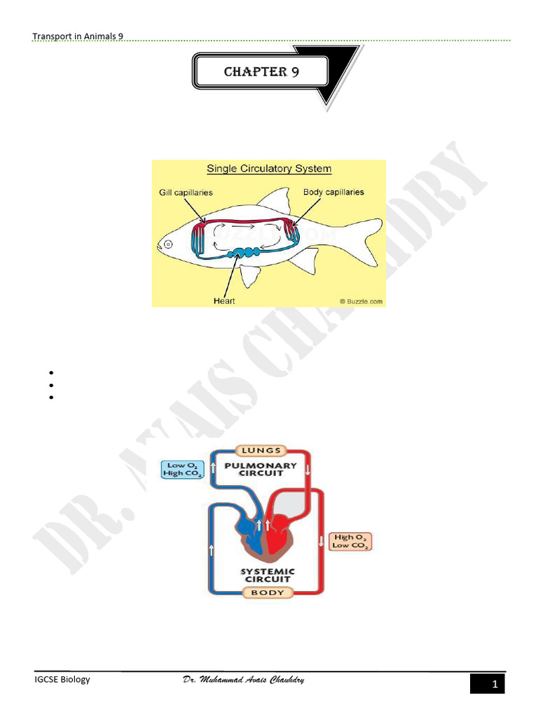 Ch 9 Transport in Animals | PDF | Atrium (Heart) | Heart