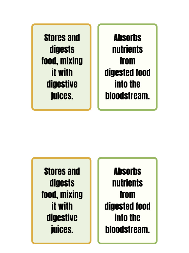 Digestive System Flashcards | PDF