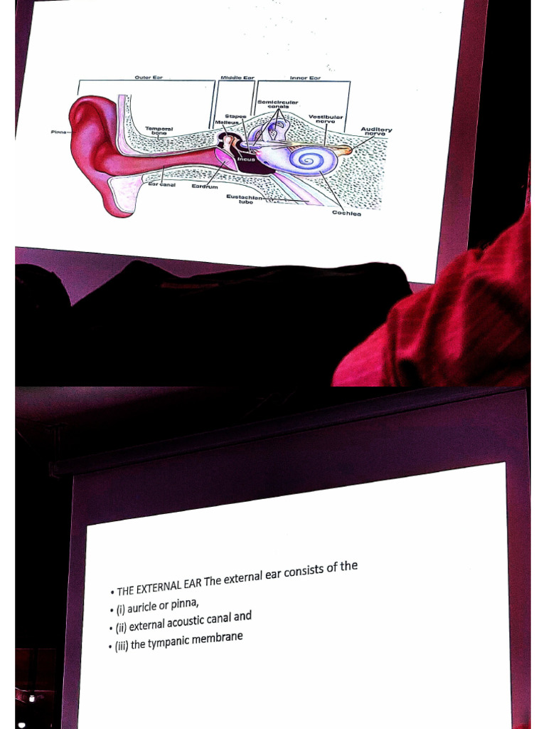 External,Middle,Internal Ear | PDF