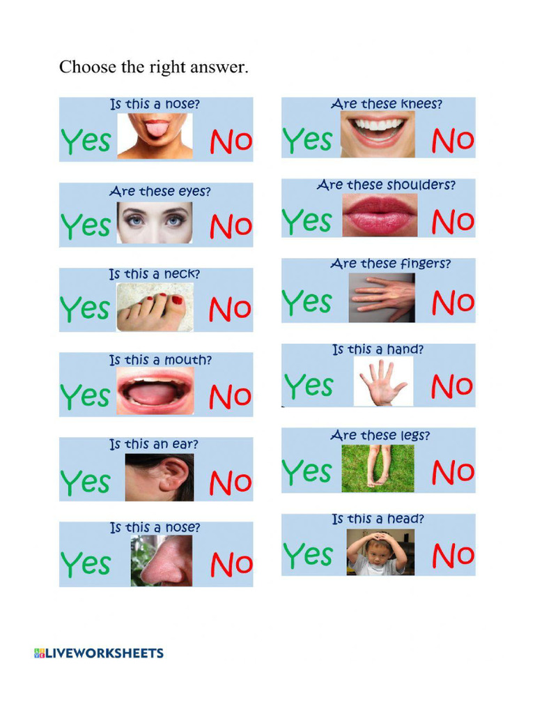 Yes No Questions Worksheet-2 | PDF