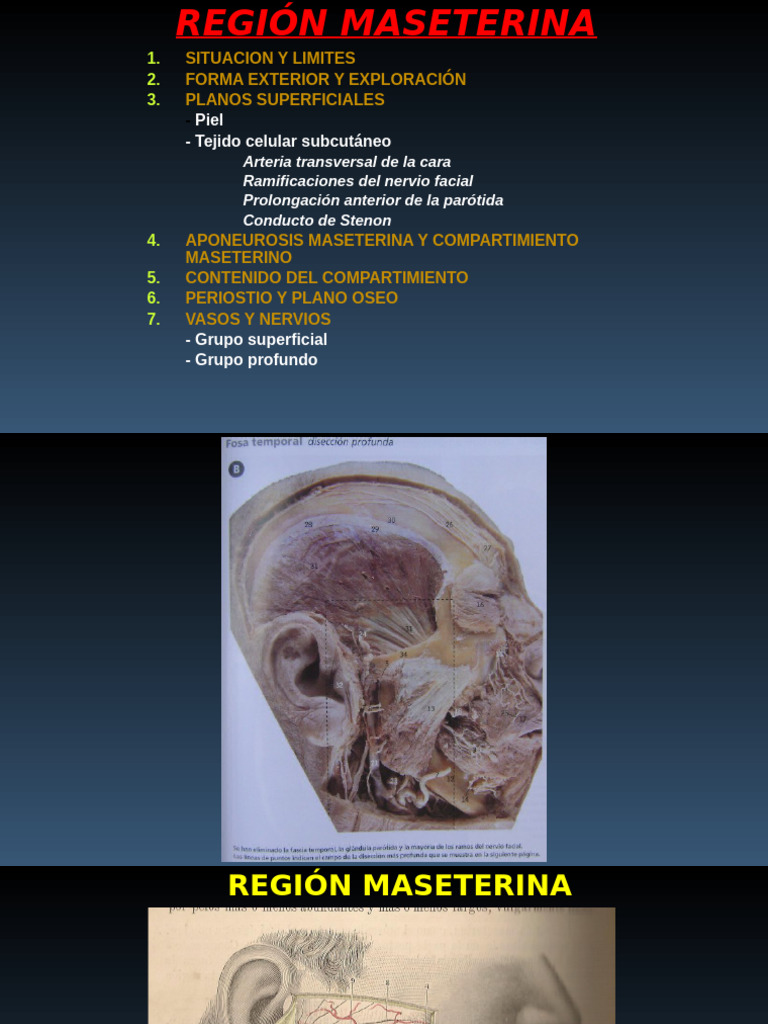 2.2. Regiones Maseterina y Mentoniana | PDF