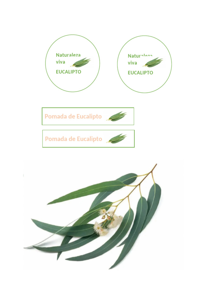 EUCALIPTO | PDF