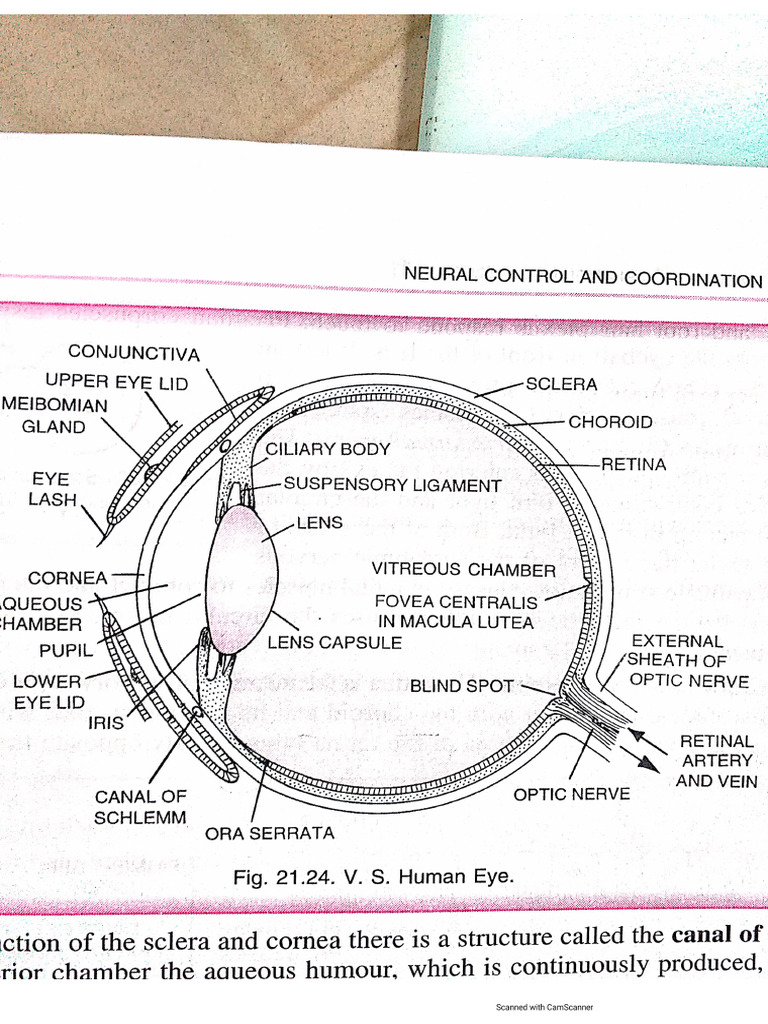 Eye | PDF
