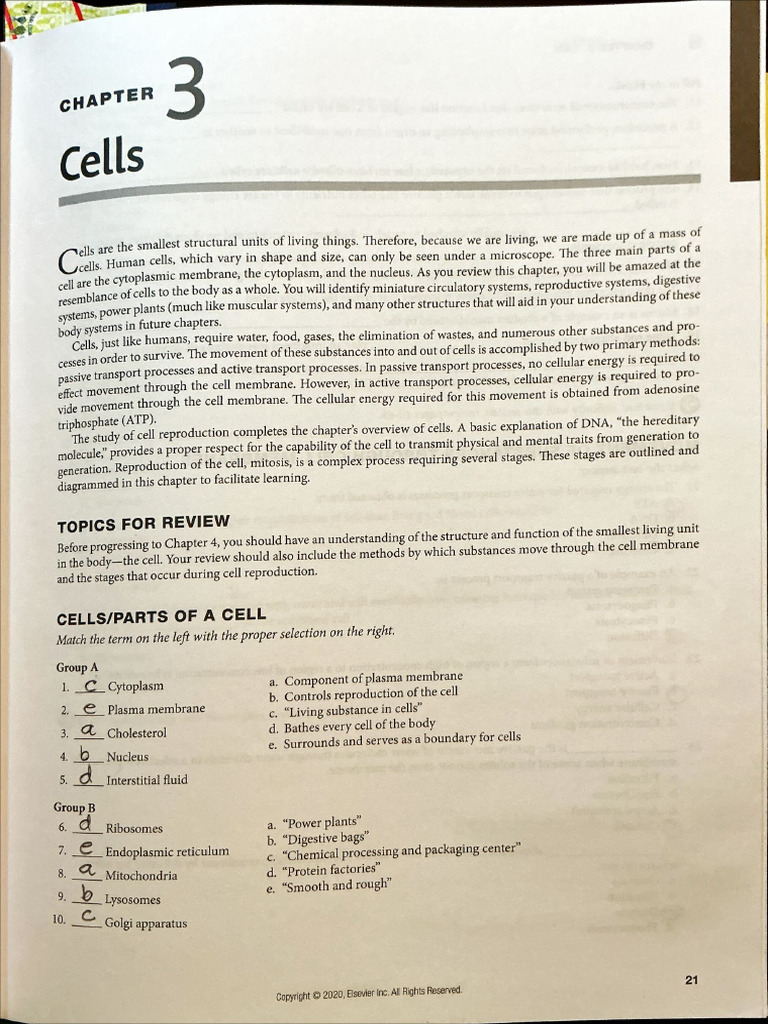 C3 Cell | PDF