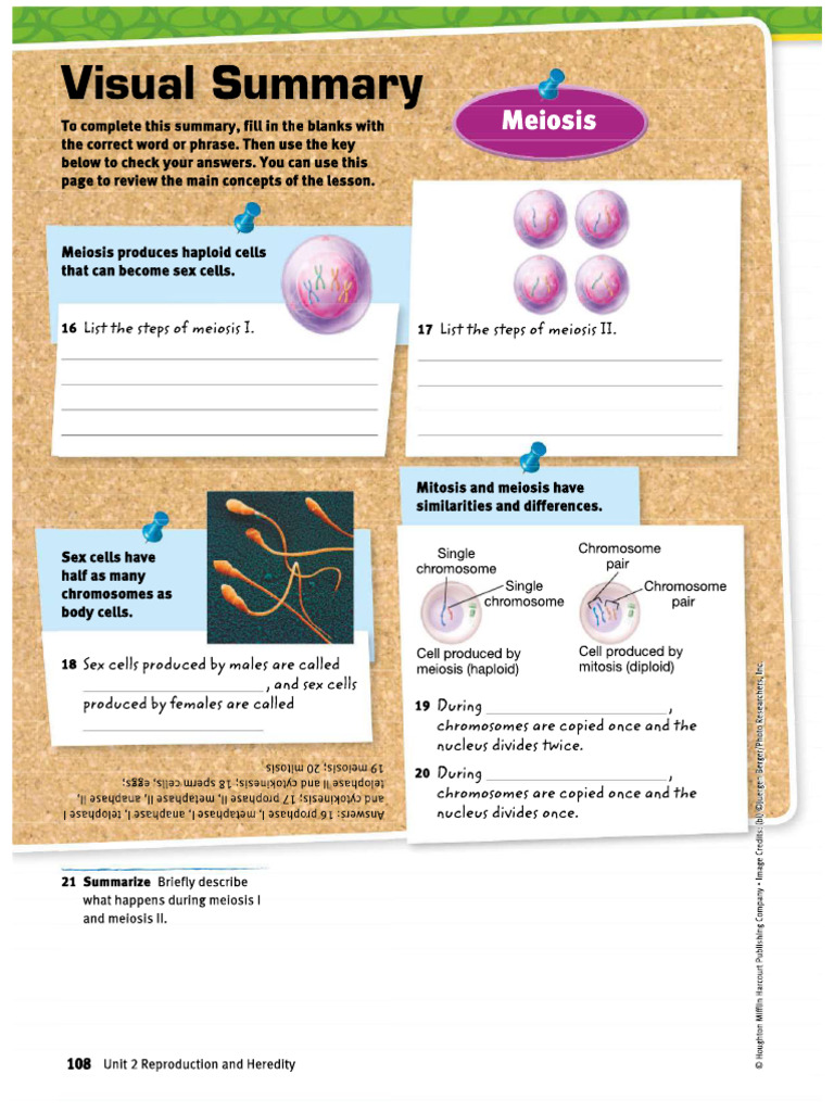 Meiosis Overview and Stages | PDF