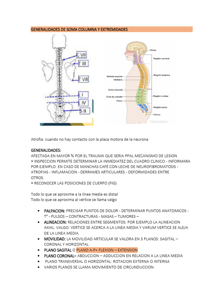Generalidades de Soma Columna y Extremidades | PDF | Hombro | La columna vertebral