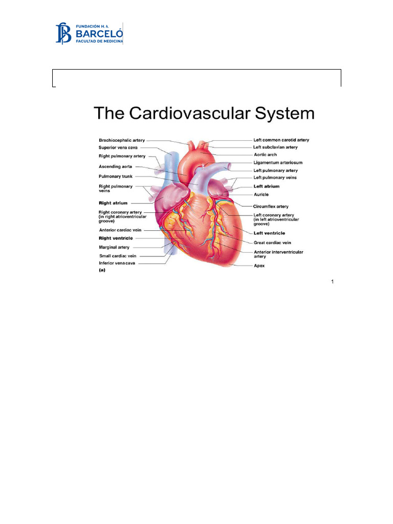 ud2_tema5_ VOCABULARY Cardiovascular system | PDF