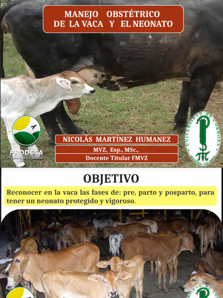 Manejo Obstétrico Vaca y Neonato | PDF | Parto