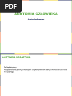 Anatomia Swini Atlas Interaktywny | PDF