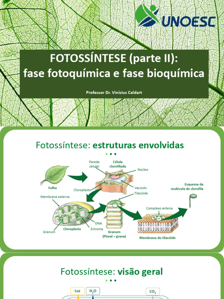 7. Fotoss%C3%ADntese, Parte II | PDF | Clorofila | Dinucleótido de ...