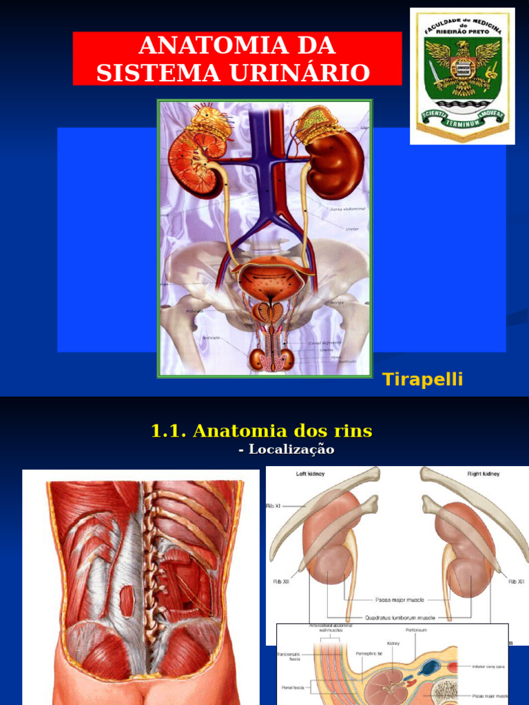 Anatomia Do Sistema Genito Urinario 2017 | PDF