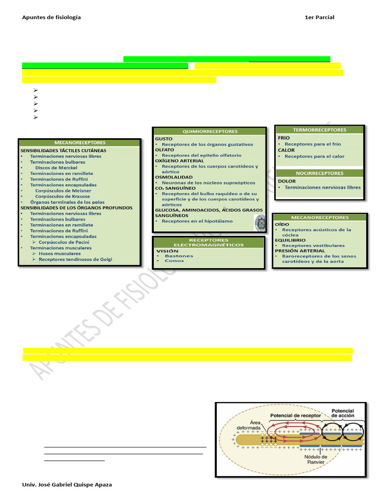 10 RCPT Senstivos, Circuitos para Procesamiento | PDF | Neurona | Sinapsis