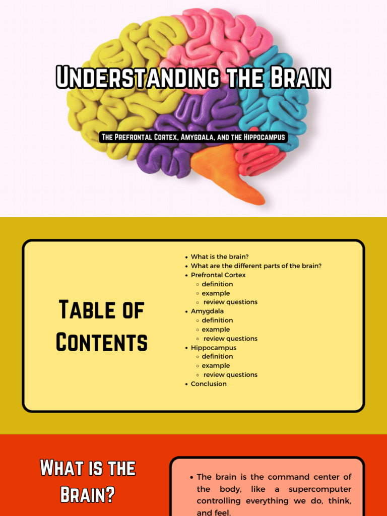 Brain Functions: PFC, Amygdala, Hippocampus | PDF | Amygdala ...