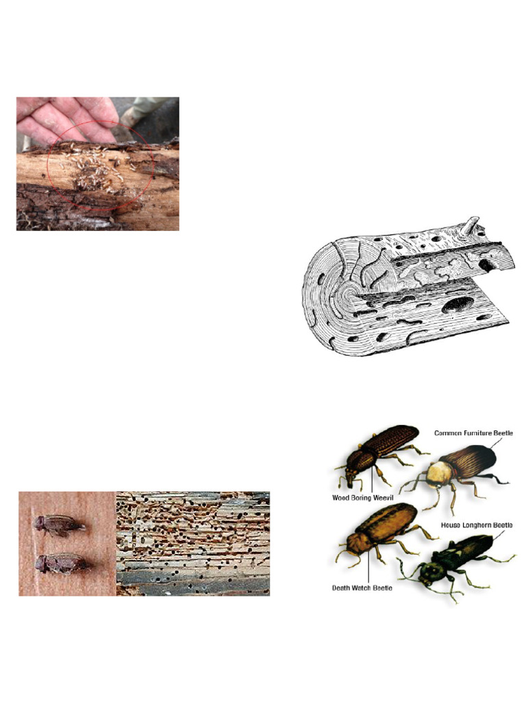 1.1.4.6 Timber Defects - Insects | PDF | Wood | Lumber