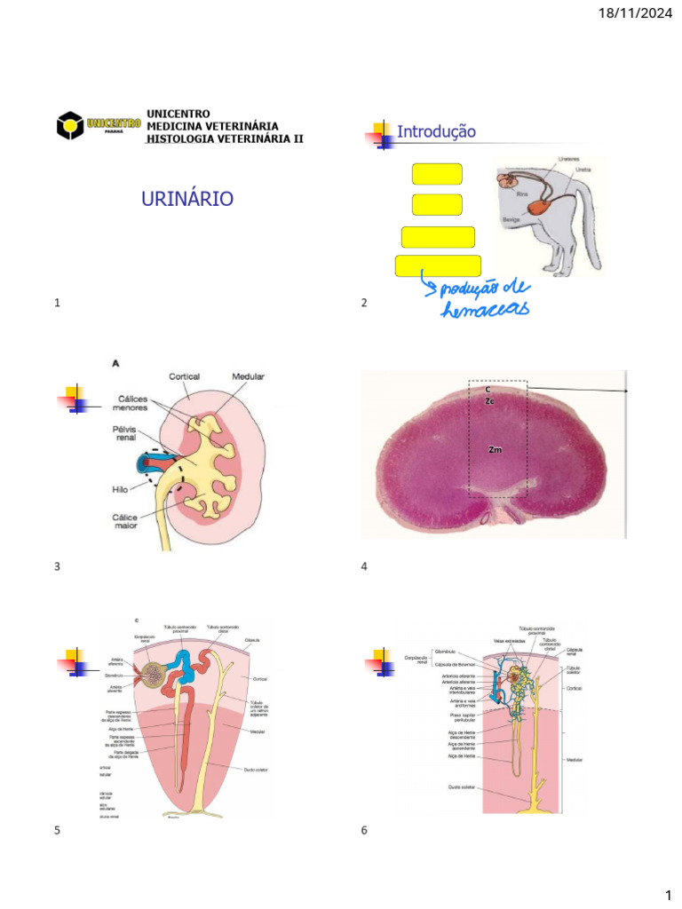 Urinário - Histologia Veterinária Ii | PDF | Sistema urinário | Especialidades médicas