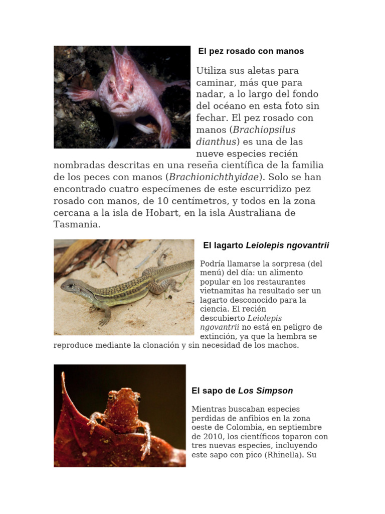 Pez rosado con manos: Brachiopsilus dianthus | PDF | Pescado | Zoología