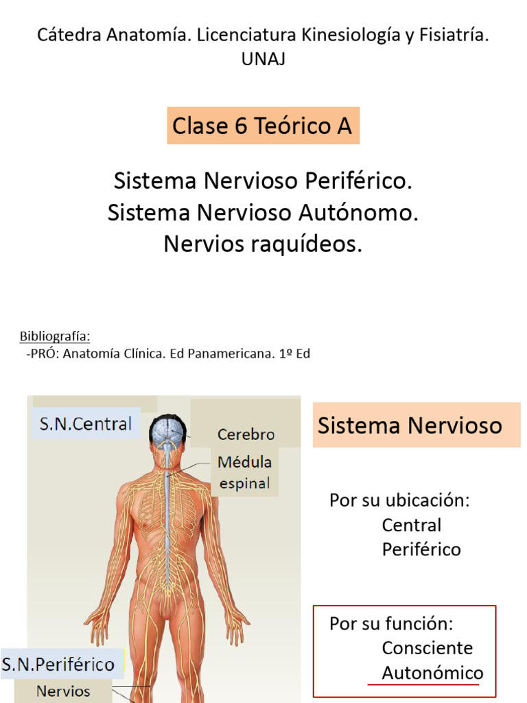Clase 6 Teórico A SNA SNP Nervios Raquideos | PDF | Neurociencia | Anatomía humana