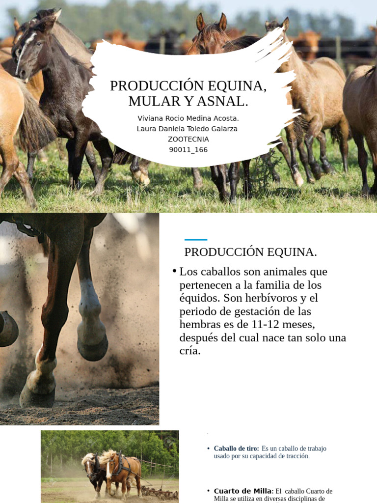 Producción Equina, Mular y Asnal | PDF