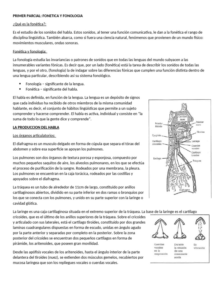PRIMER PARCIAL Fonetica | PDF | Laringe | Sonido