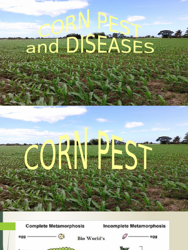 Corn Pest and Diseases (Tagalog) | PDF