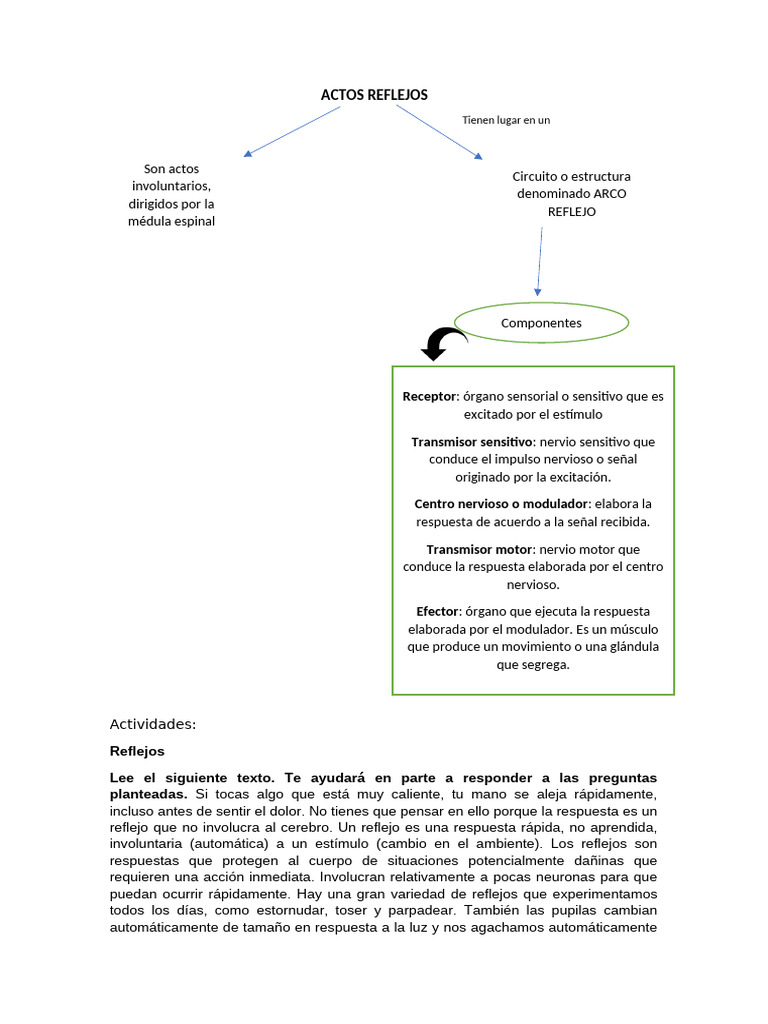 Ejemplos de Actos Reflejos Involuntarios | PDF | Nervio | Sistema nervioso
