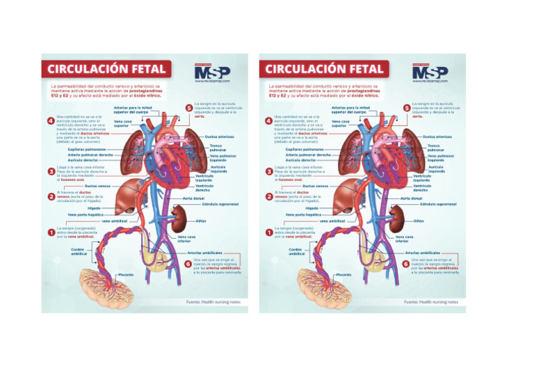 circulación fetal | PDF