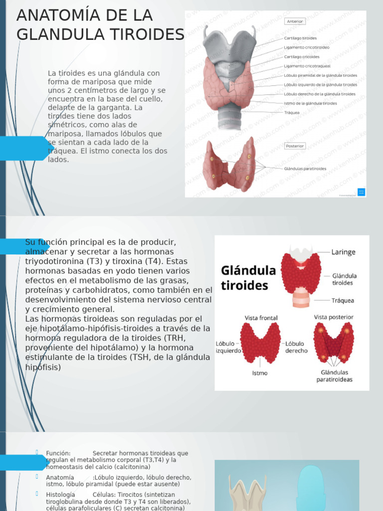 Anatomía de La Glandula Tiroides | PDF | Tiroides | Hormona estimulante de la tiroides