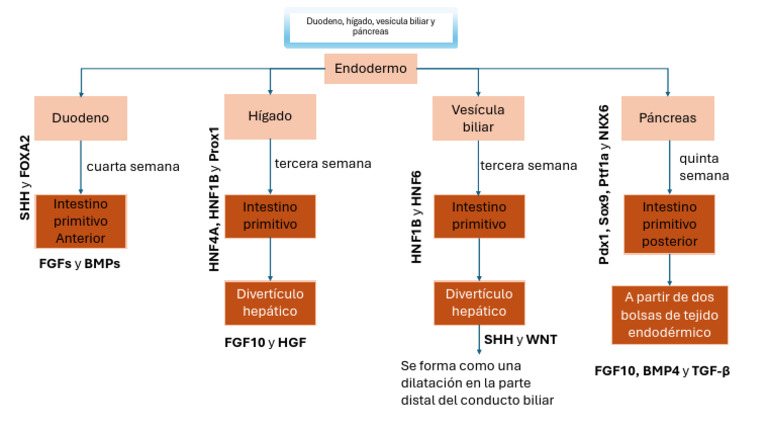 Duoden | PDF | Tracto gastrointestinal | Gastroenterología