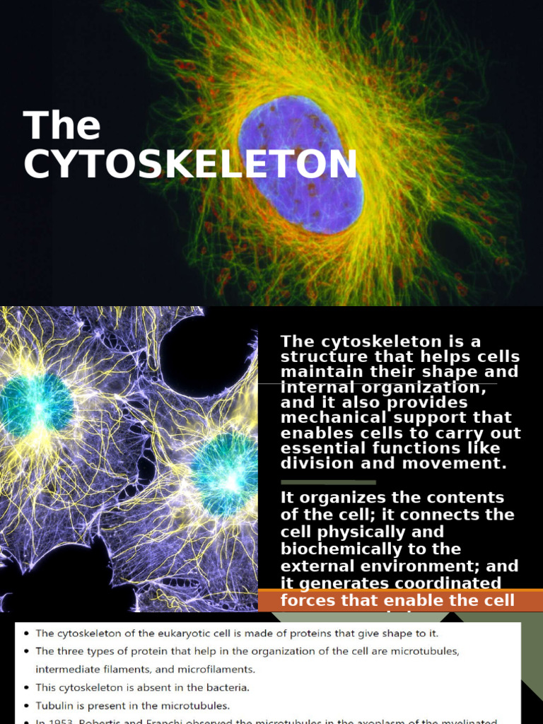 Cytoskeleton and Cell Motility | PDF | Cell (Biology) | Cytoskeleton