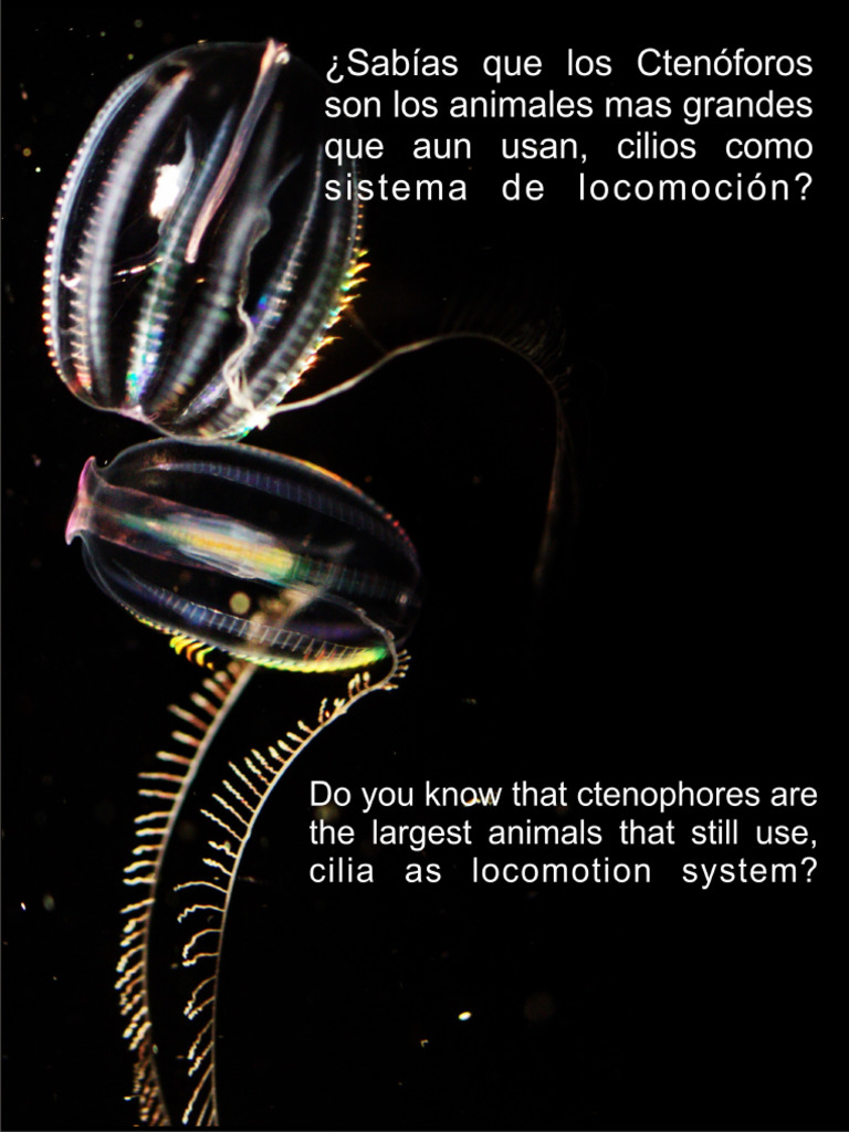 ctenoforos_animales_mas_grandes | PDF