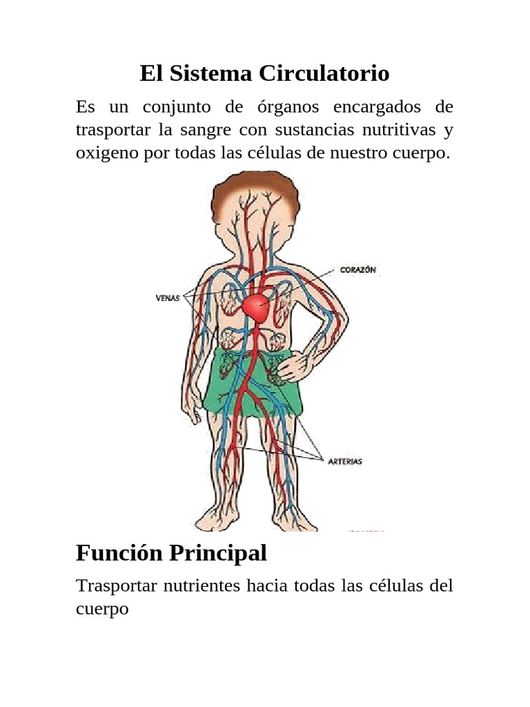 Sistema Circulatorio para Niños | PDF