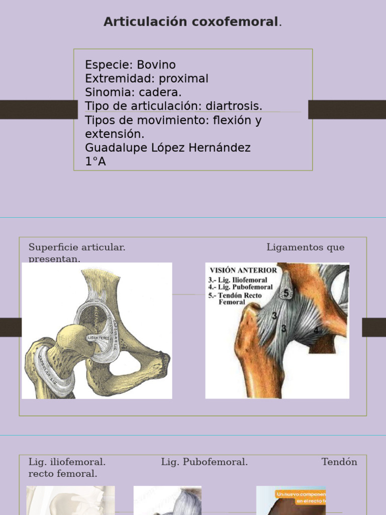 Articulación Coxofemoral (1) .PPTX 20240911 174038 0000 | PDF