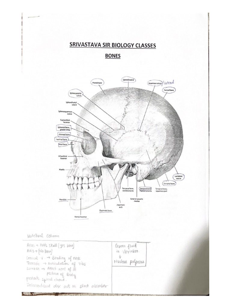 Bones | PDF