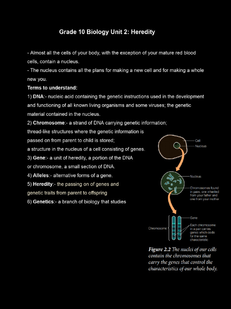 Grade 10 Biology Unit 2 - Heredity (2) - 4 | PDF