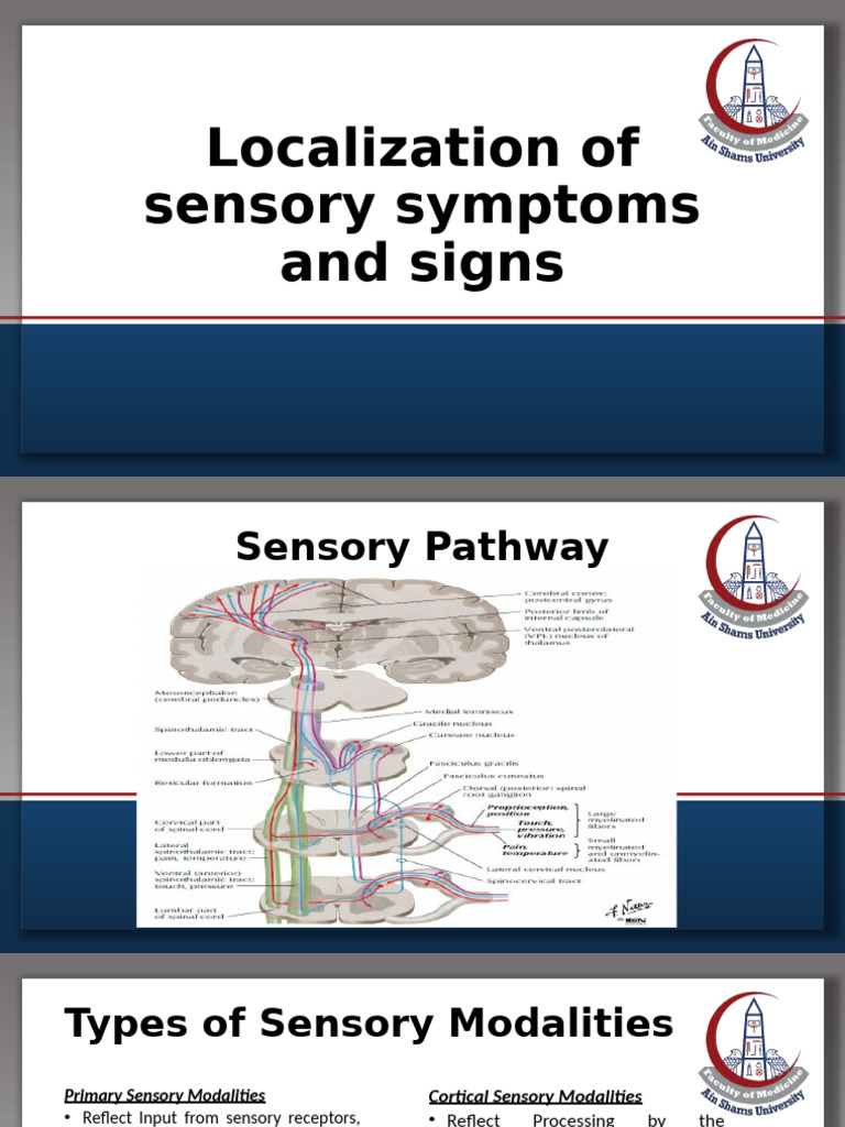 Localization of Sensory Symptoms and Signs | PDF | Nervous System ...
