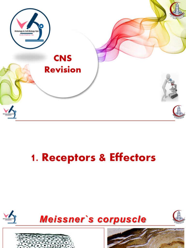 CNS Structure and Function Overview | PDF | Spinal Cord | Cerebellum
