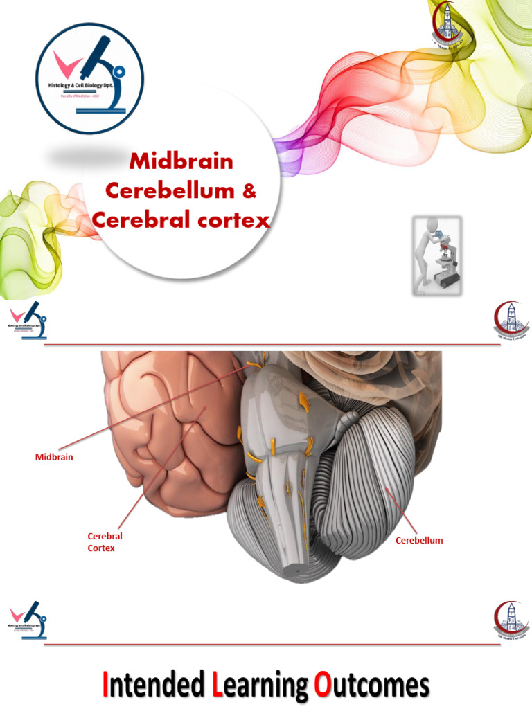 Midbrain and Cerebellum Overview | PDF | Cerebellum | Human Anatomy