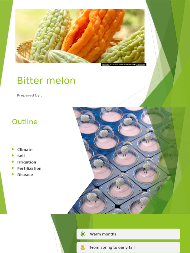 Bitter Melon | PDF
