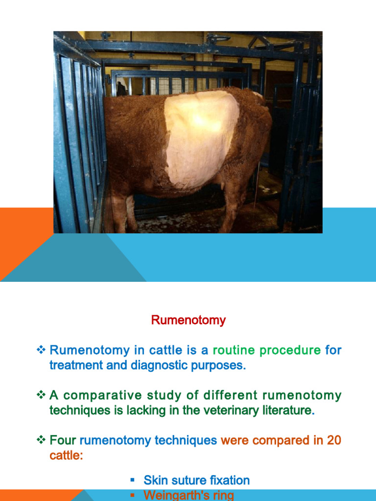 Rumenotomy, Digestive System | PDF | Peritoneum | Surgical Suture