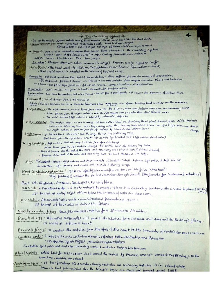Circulatory System | PDF