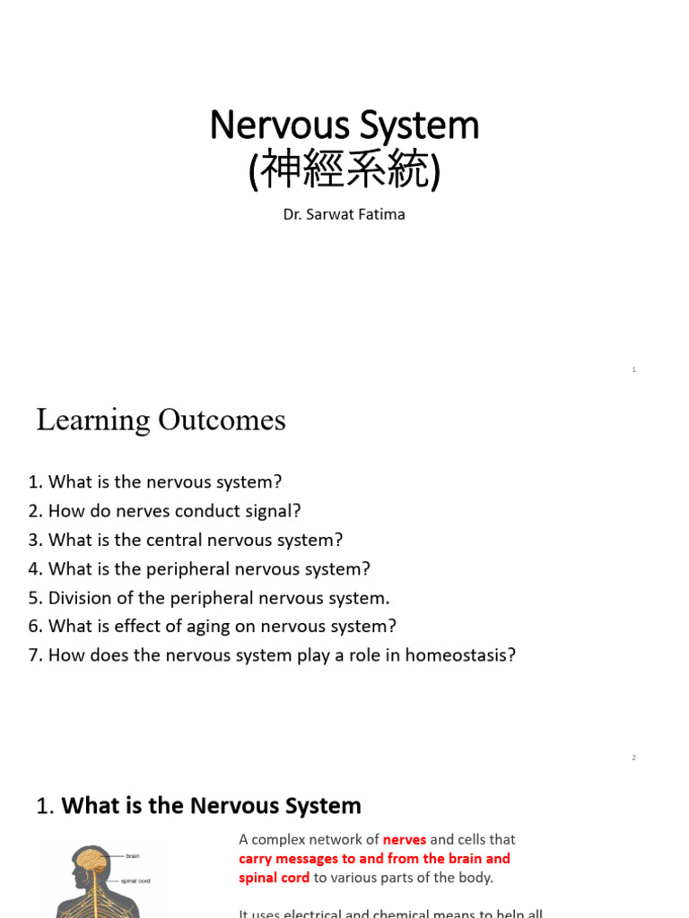 NUR1019_L5_L6_Nervous_System_AY2425S1 | PDF | Chemical Synapse | Action ...