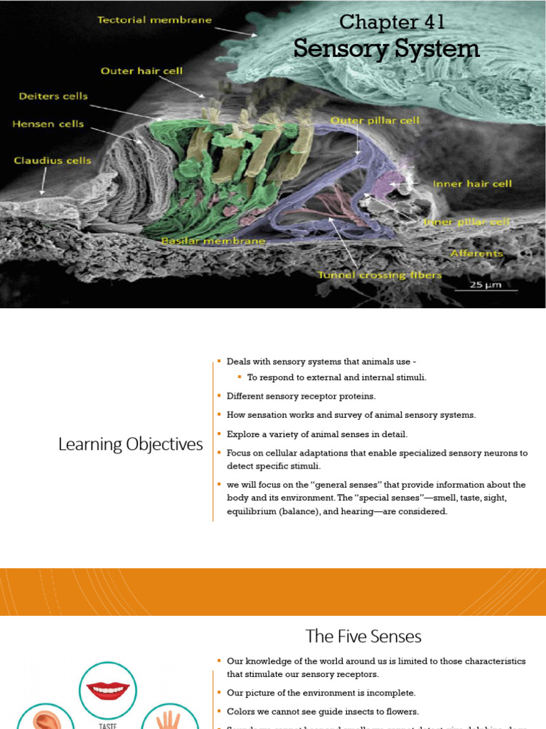 Chapter 41. Sensory System | PDF | Senses | Stimulus (Physiology)