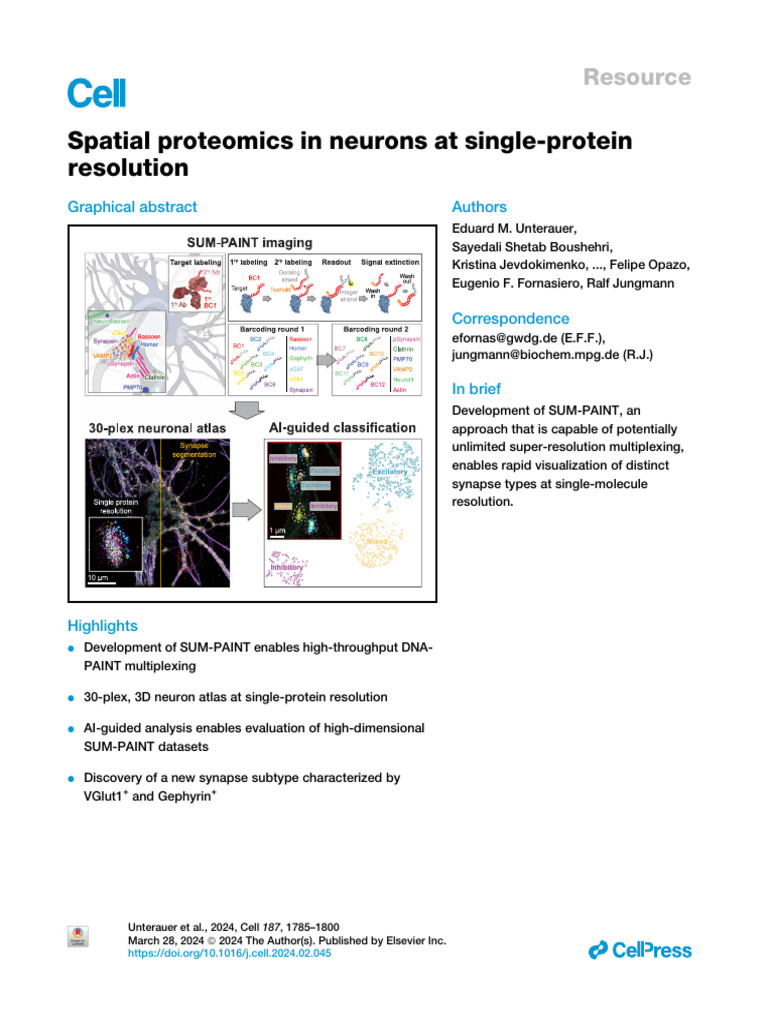 Spatial-proteomics-in-neurons-at-single-protein-re | PDF | Synapse | Chemical Synapse