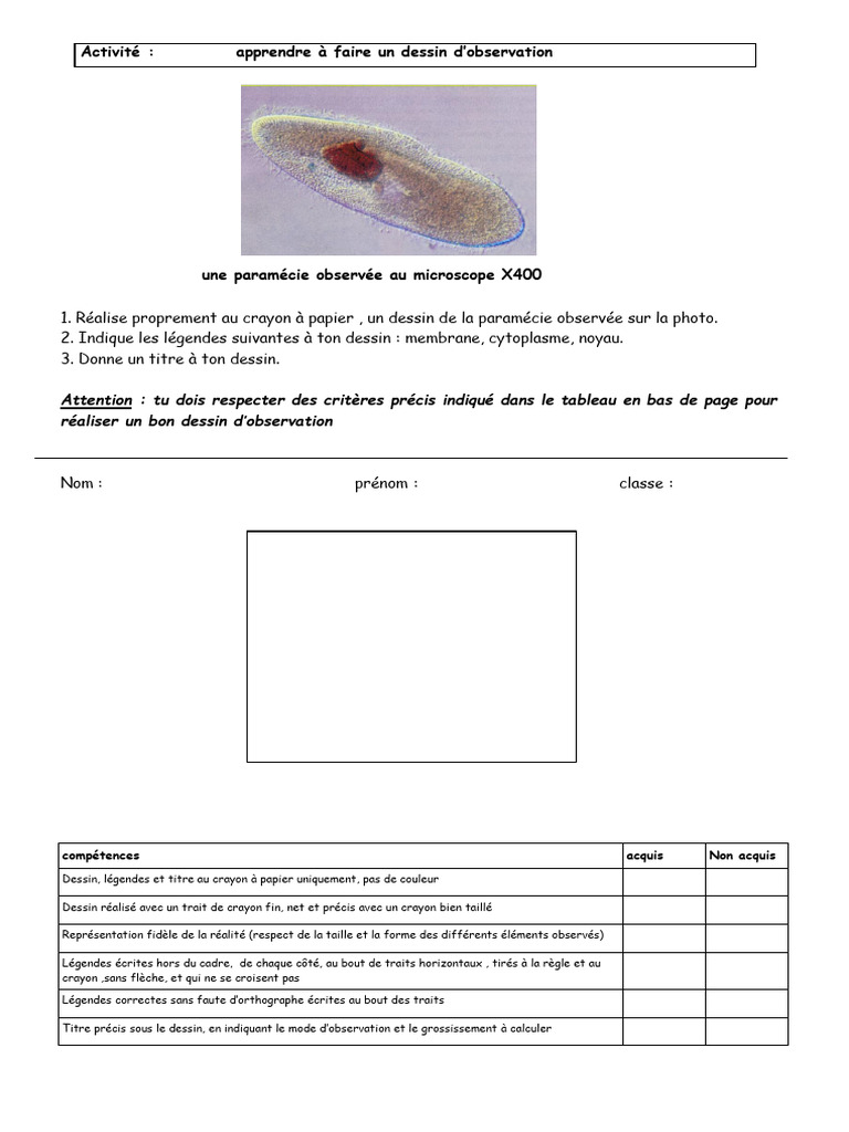 Dessin d'observation d'une paramécie | PDF