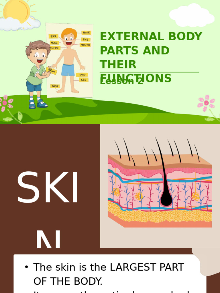 External Body Parts and Functions | PDF | Hand | Abdomen