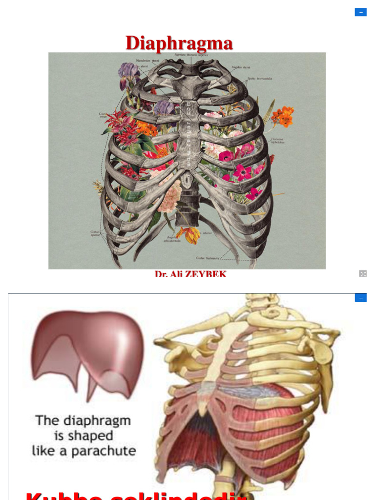 2 Diaphragma | PDF