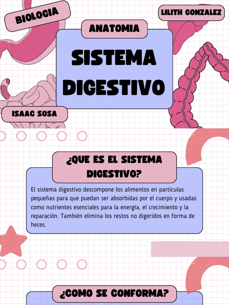 Digestive System Biology Presentation in a Bold Pink Blue Style ...