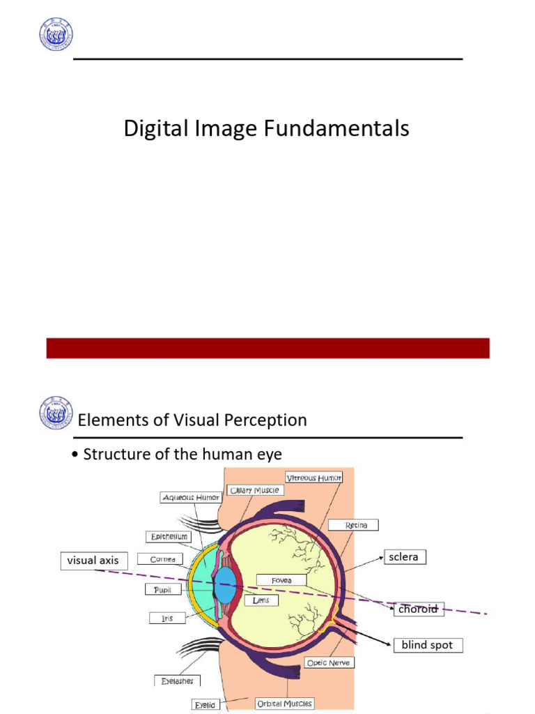 Elements of Visual Perception-New | PDF | Eye | Human Eye