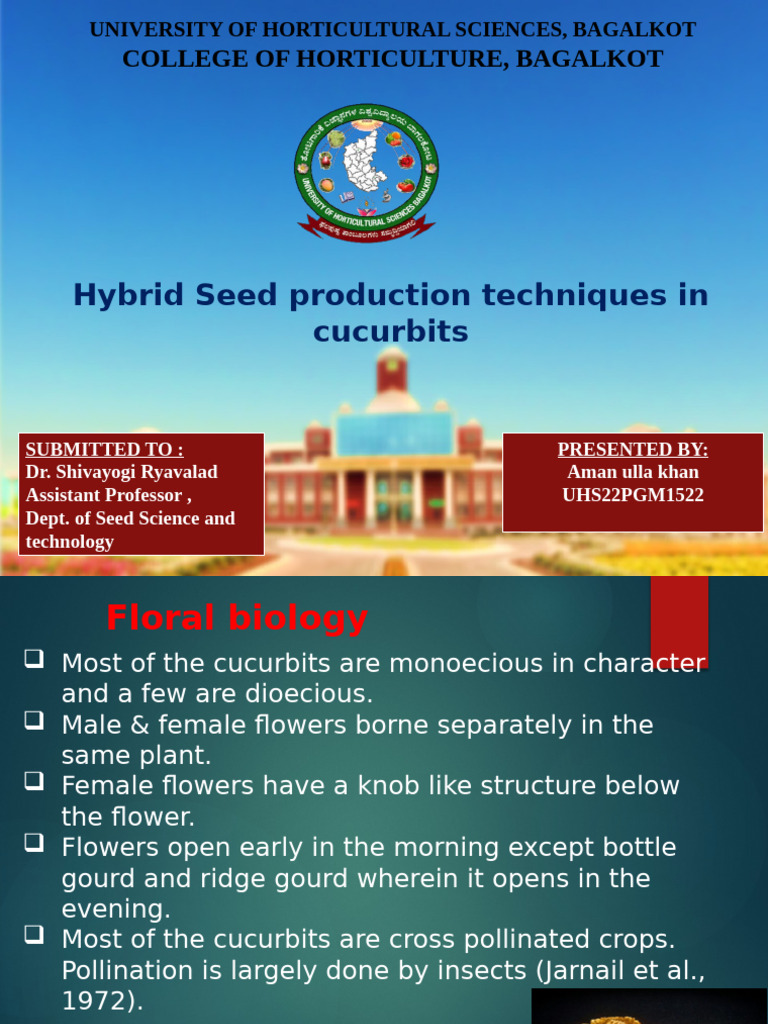 Aman (Cucurbits Seed Production) | PDF | Flowers | Seed